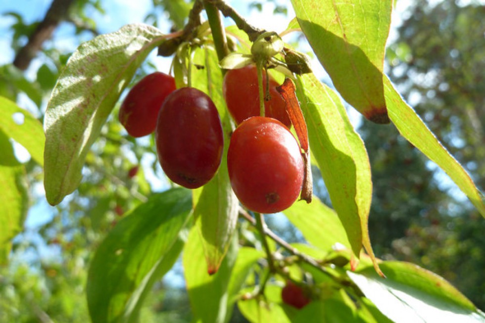 Dereń jadalny ma szansę stać się owocem przemysłowym