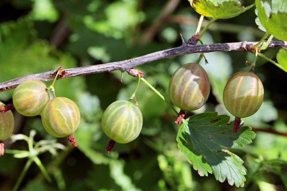 Perspektywy uprawy towarowej agrestu w Polsce