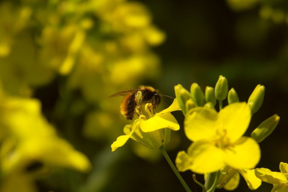 PIORiN: Chrońmy pszczoły i inne zapylacze
