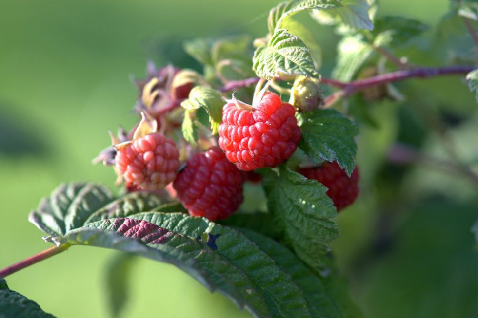 Choroby wirusowe malin - jak chronić uprawy?
