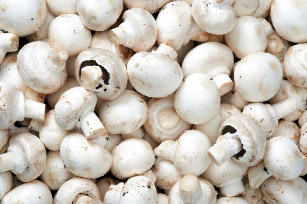 Pieczarkowa grupa Okechamp zwiększa moce