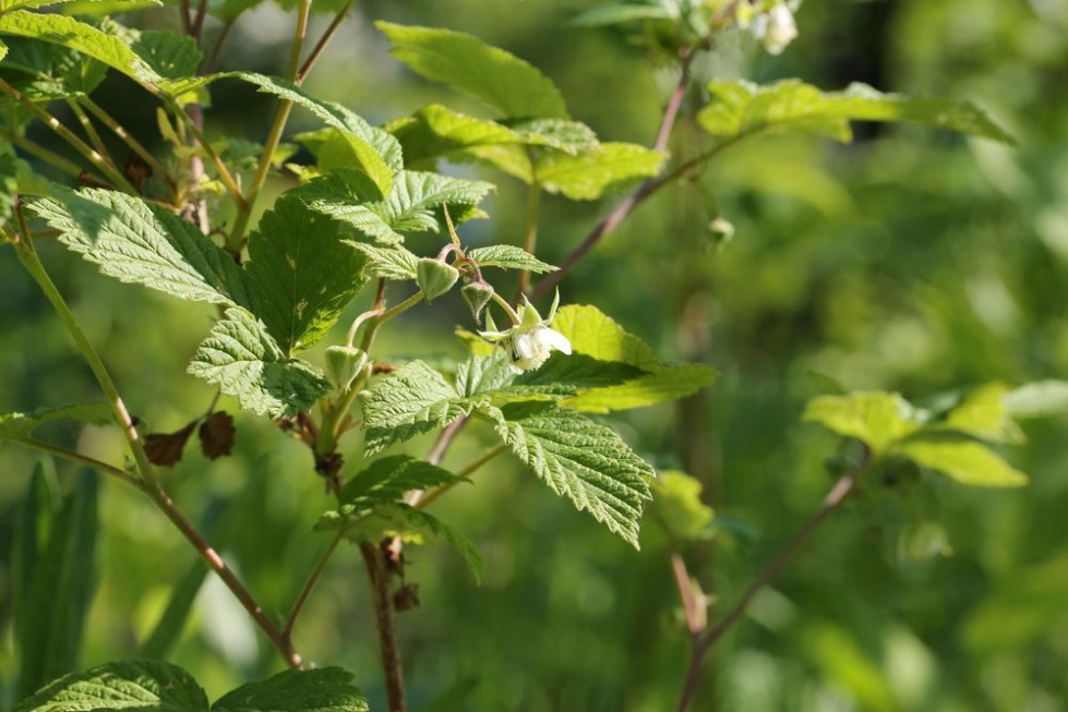 Rdza maliny – w jaki sposób chronić plantacje?
