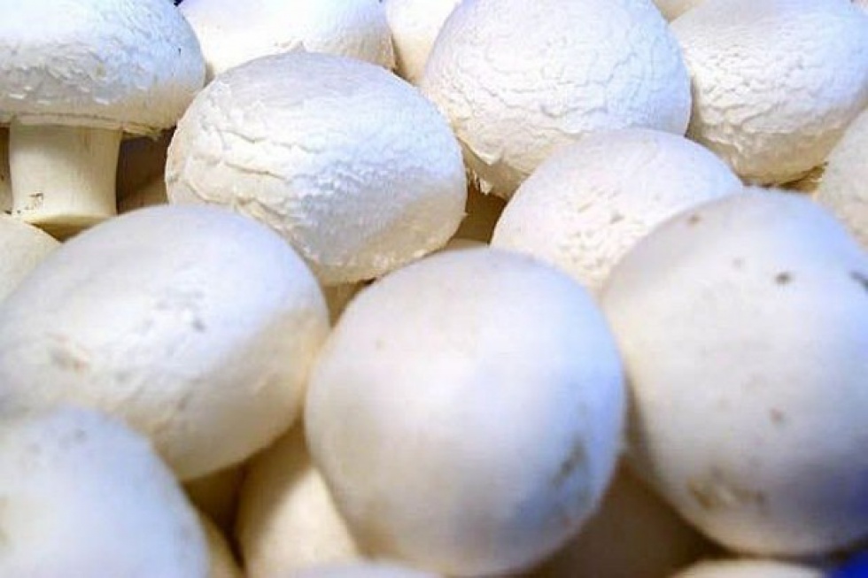 Pieczarkowy Okechamp skupi się na inwestycjach w Polsce