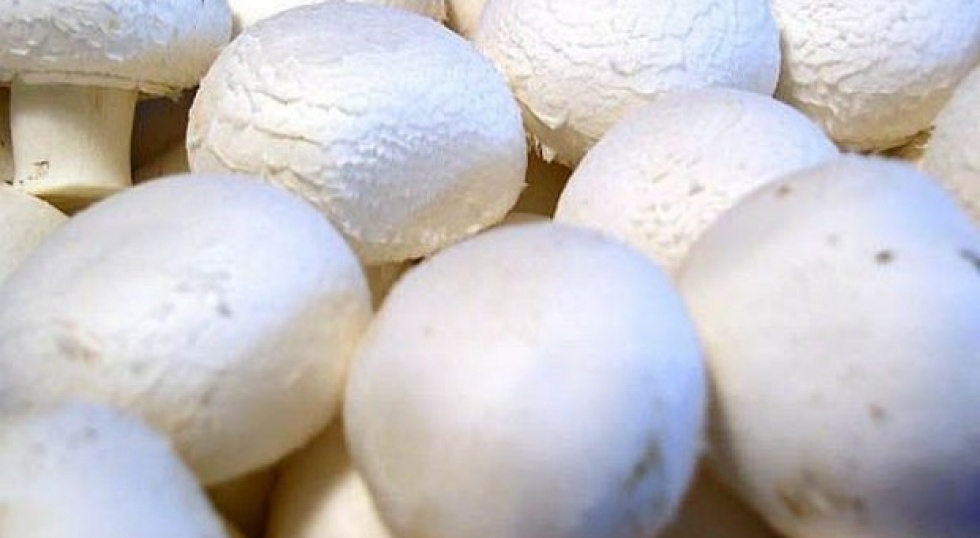 Pieczarkowy Okechamp skupi się na inwestycjach w Polsce