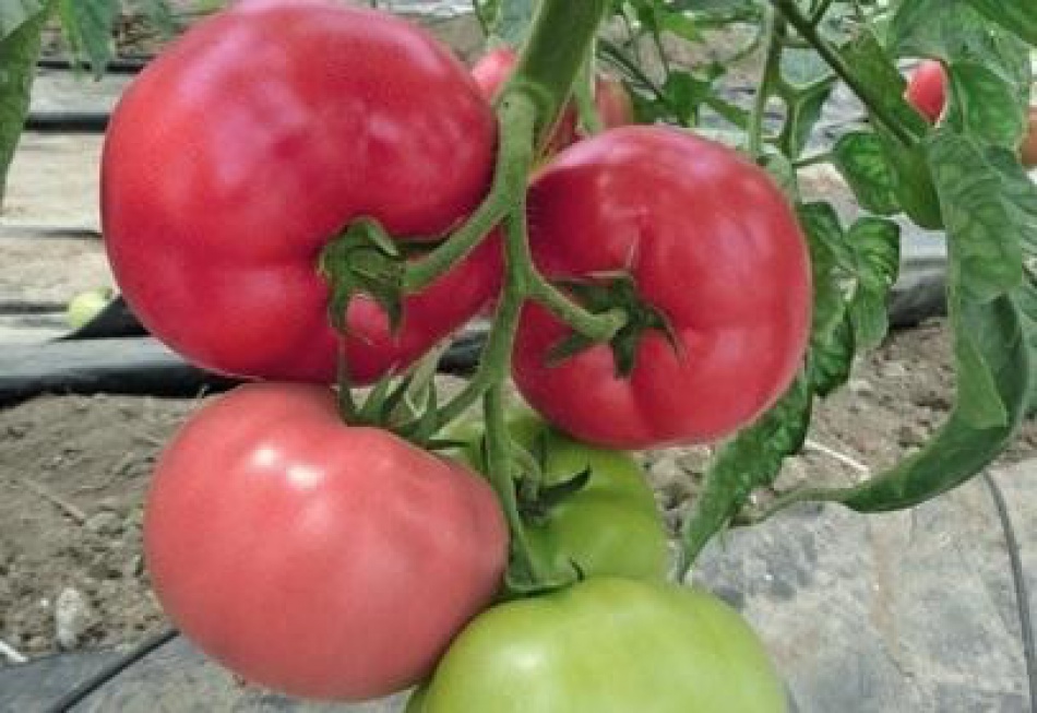 Nowa odmiana pomidora malinowego od Seminis - do uprawy w tunelach - Warzywa