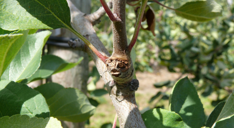 Rak drzew owocowych i zgorzel kory - ochrona sadów jesienią