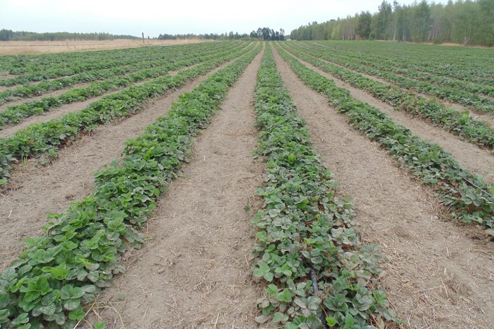 Jak zadbać o plantacje truskawek po zimie? (zdjęcia)