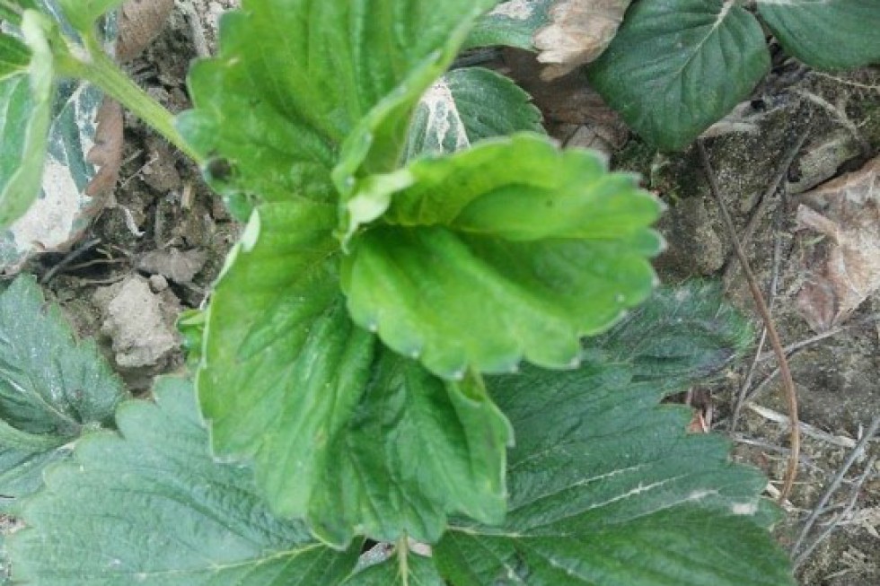 Roztocz truskawkowiec - zagrożenie dla truskawek