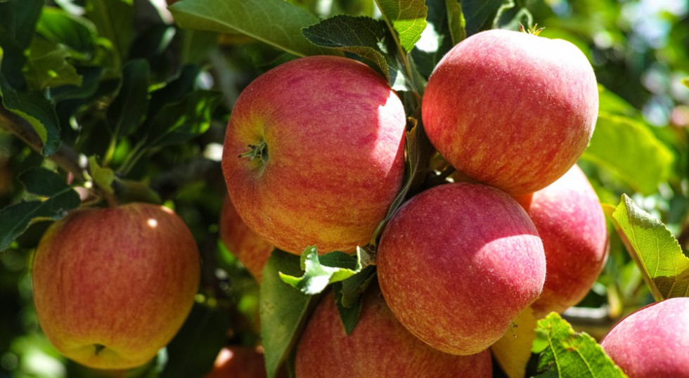 PIORiN: Jak najmniej pozostałości środków ochrony roślin