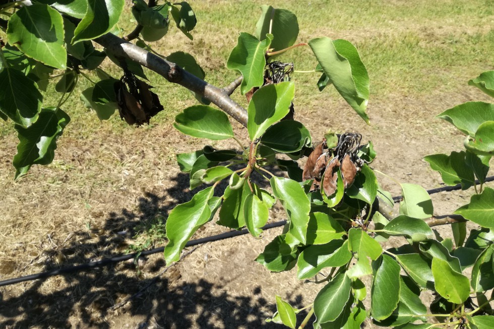 Rak bakteryjny drzew owocowych problemem w bieżącym sezonie