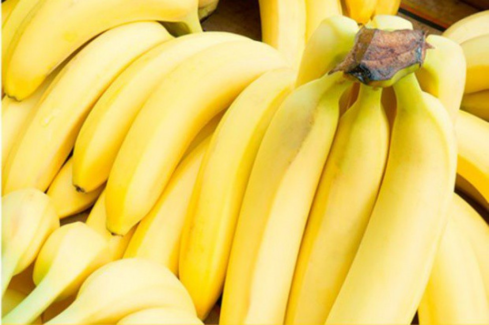 Holandia: Pierwsze zbiory bananów ze szklarni
