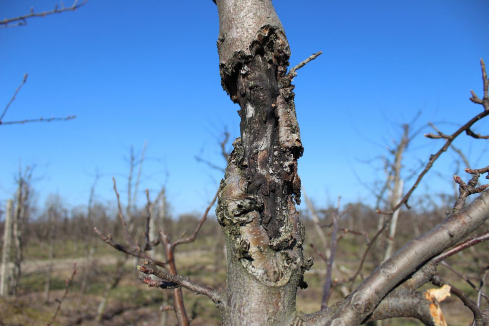 Rak drzew owocowych – zwalczania zimą