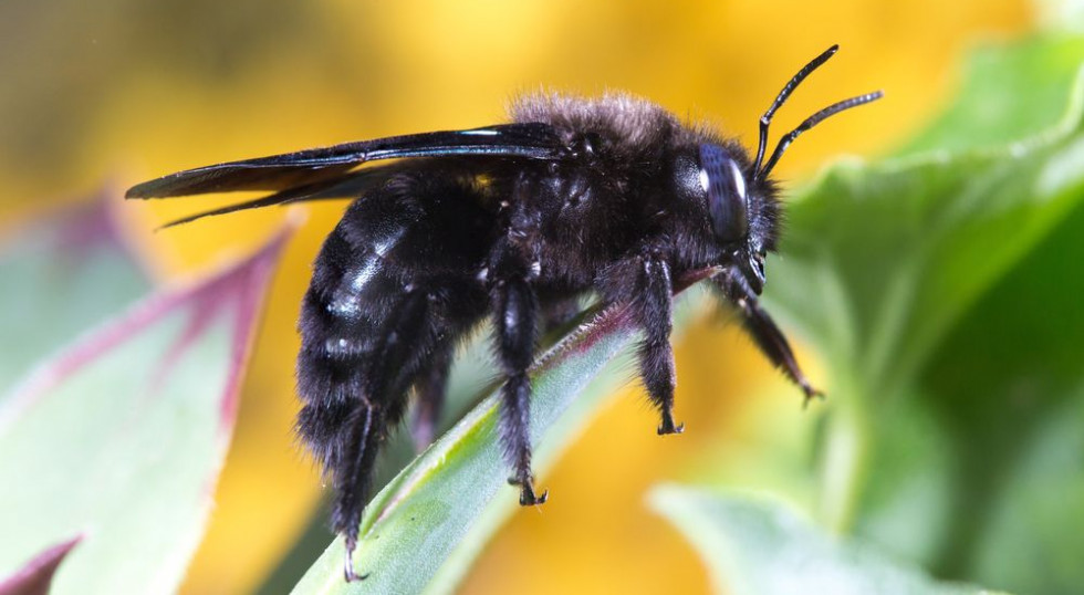 Owady dawne, ale i nowe coraz częstsze w Polsce