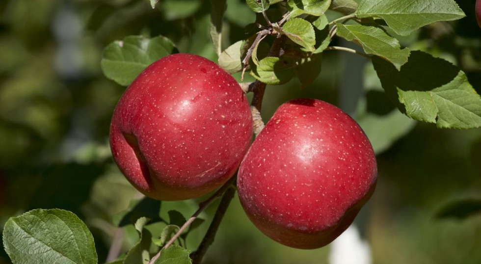 Fuji Royal – nowa odmiana jabłek dostępna dla producentów z RPA