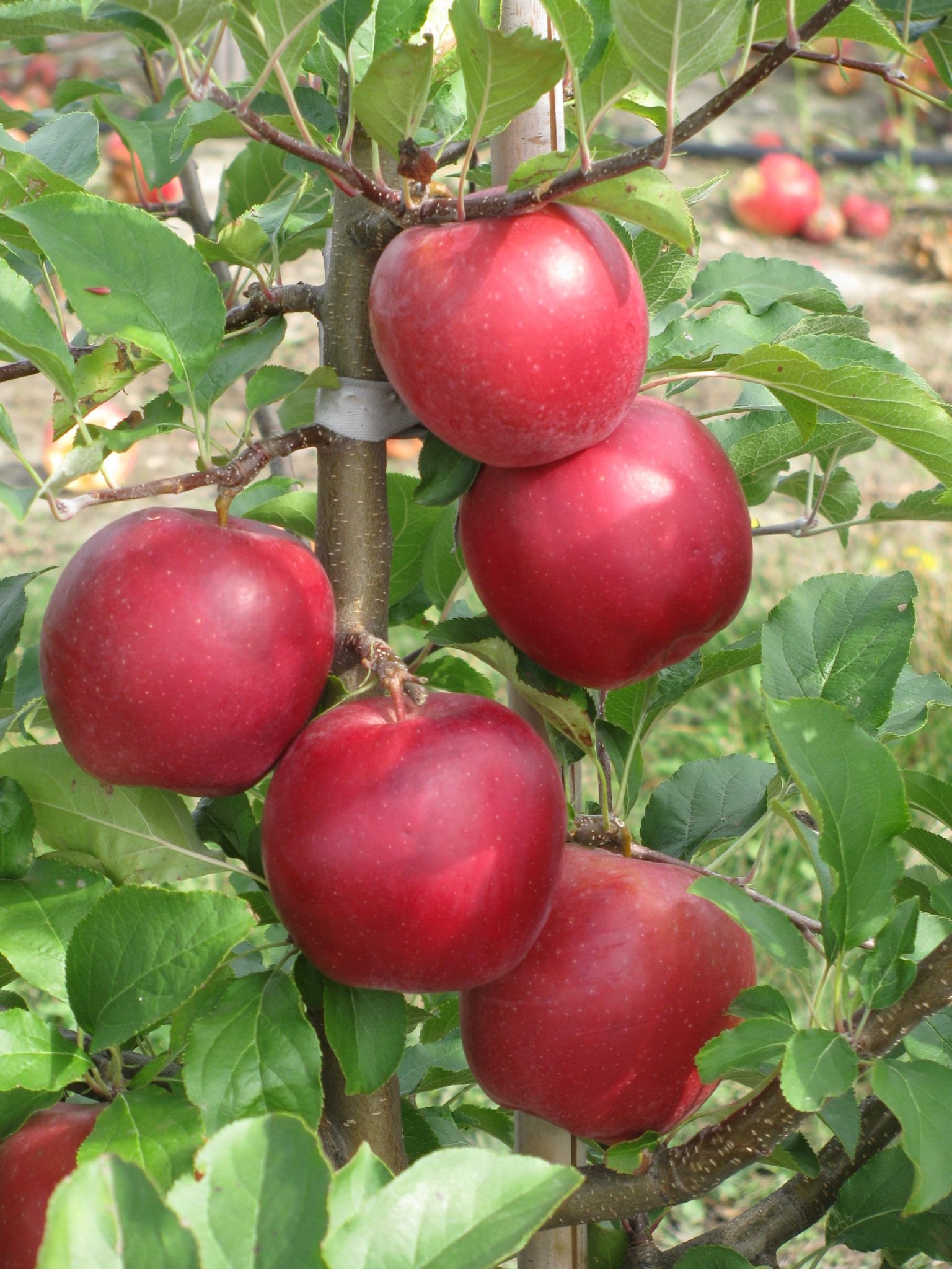 Ligol Red ma szanse wejść do pierwszej trójki odmian jabłoni w Polsce?