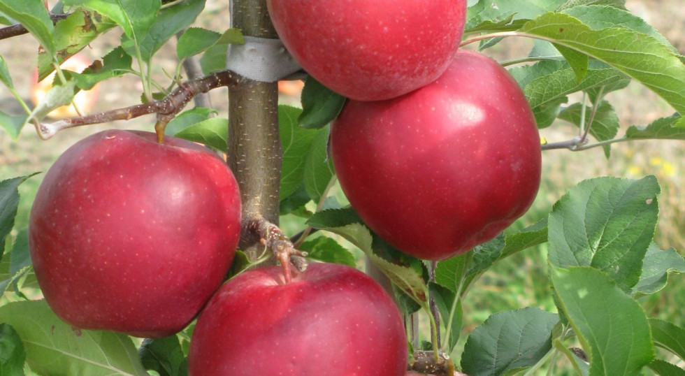 Ligol Red ma szanse wejść do pierwszej trójki odmian jabłoni w Polsce?