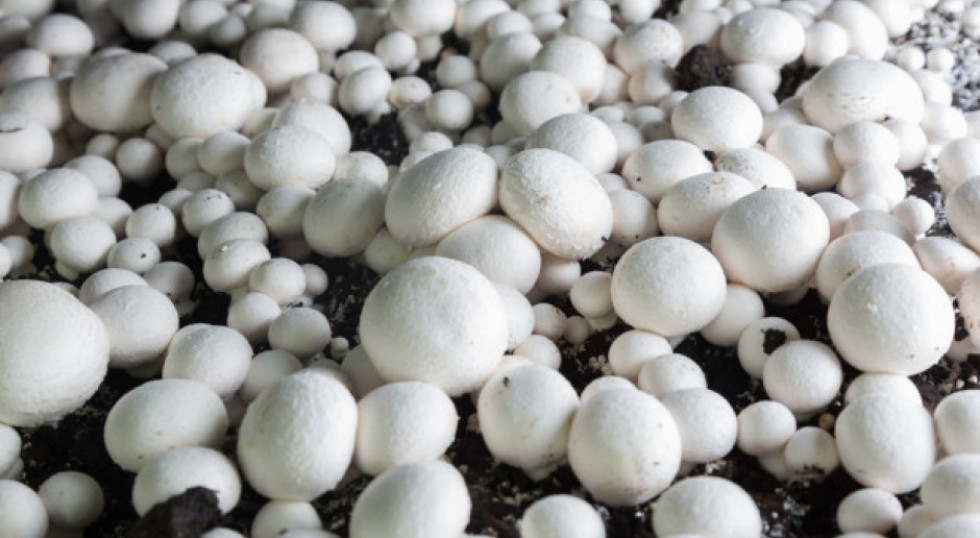 Okechamp: chce przewodzić produkcji pieczarek i kompostu