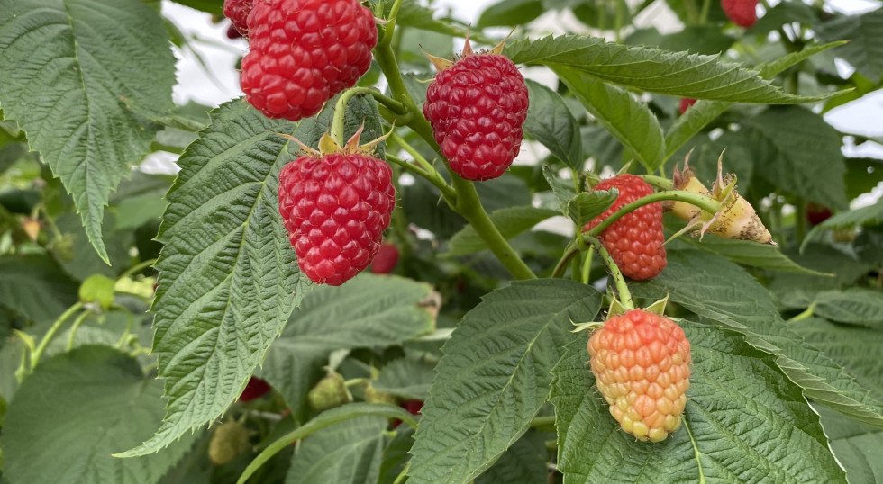BerryTech 2022. Ochrona chemiczna czy biologiczna?