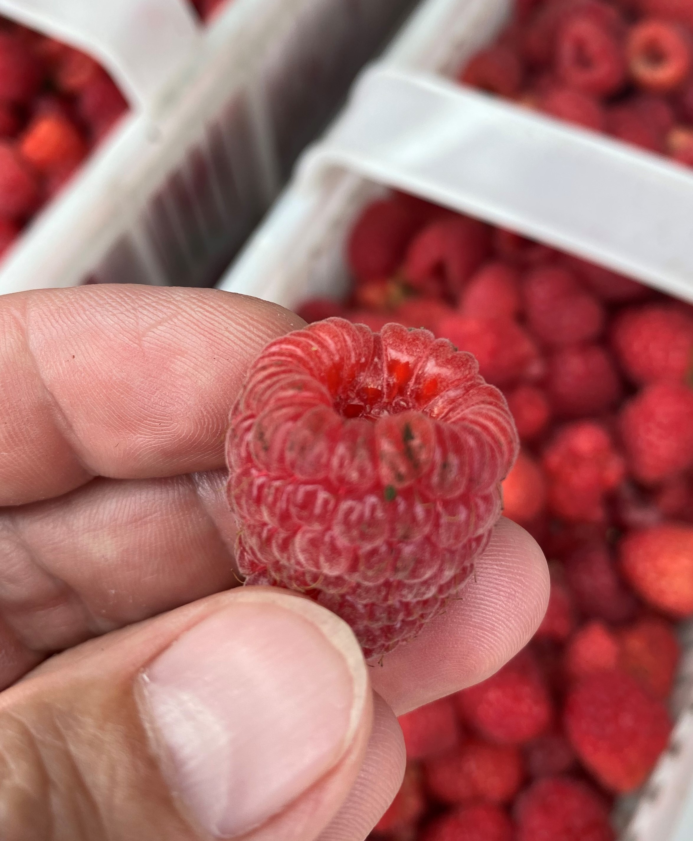 BerryTech 2022. Ochrona chemiczna czy biologiczna?