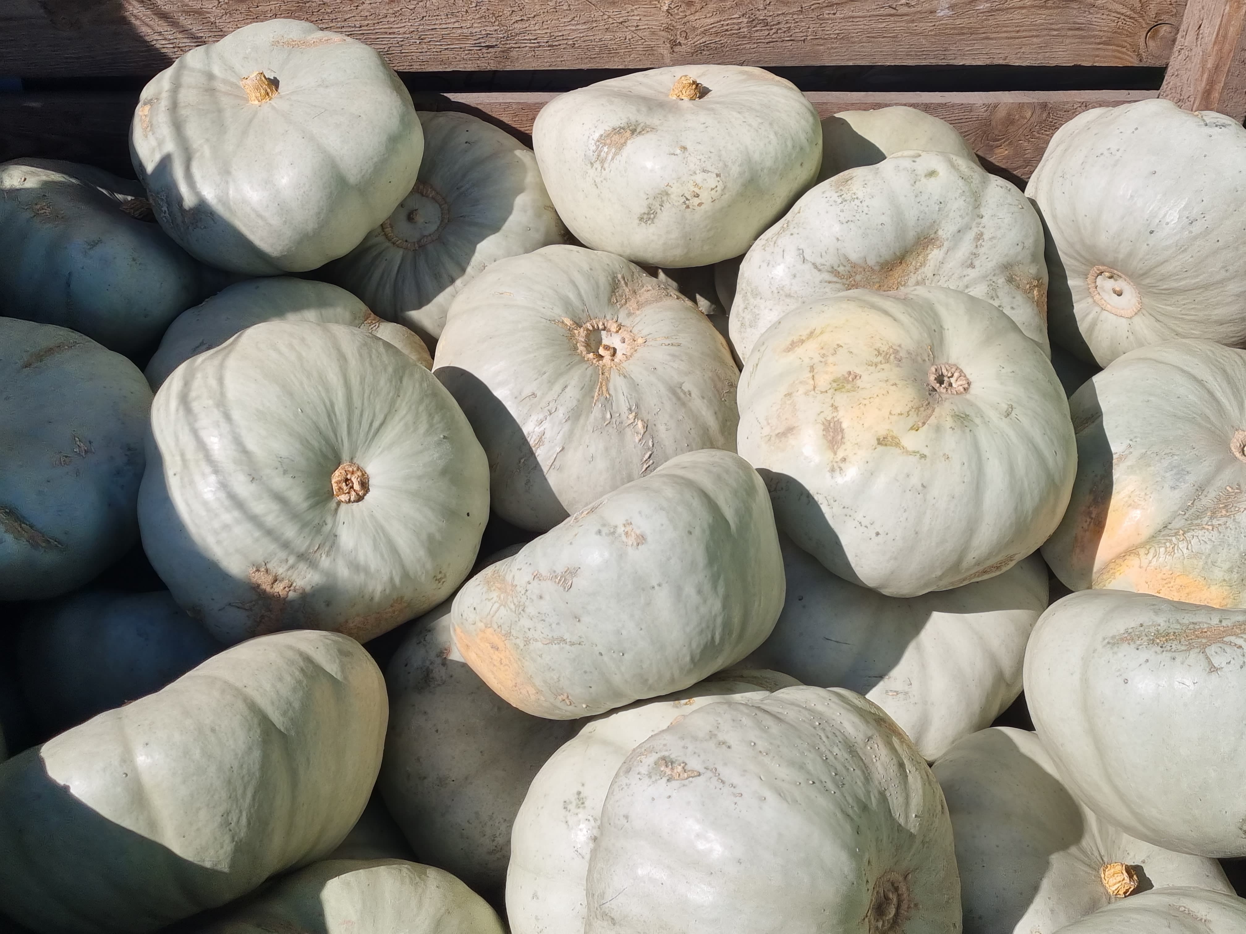 Dynie 2022: Ceny pójdą w górę? Wzrosły koszty logistyczne