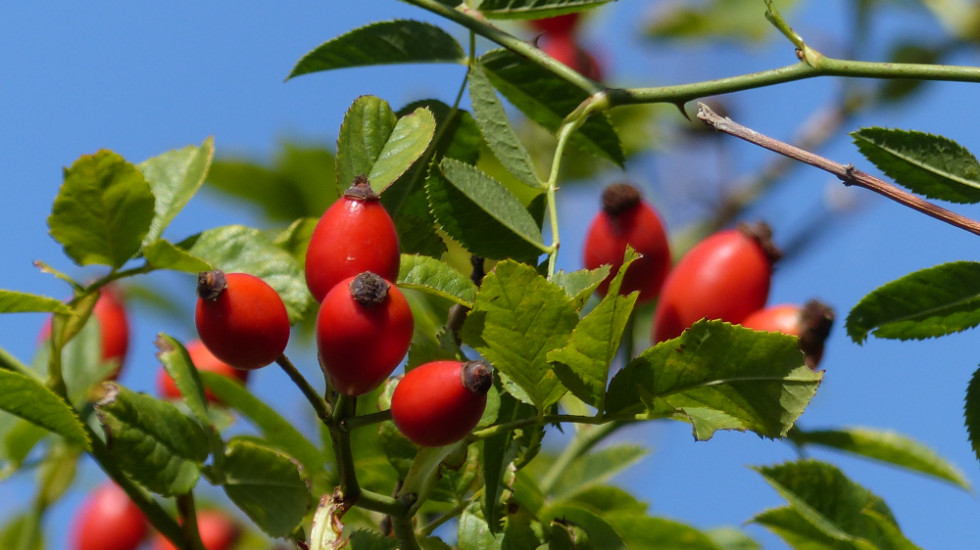Dzika róża - uprawa, zbiór owoców, właściwości