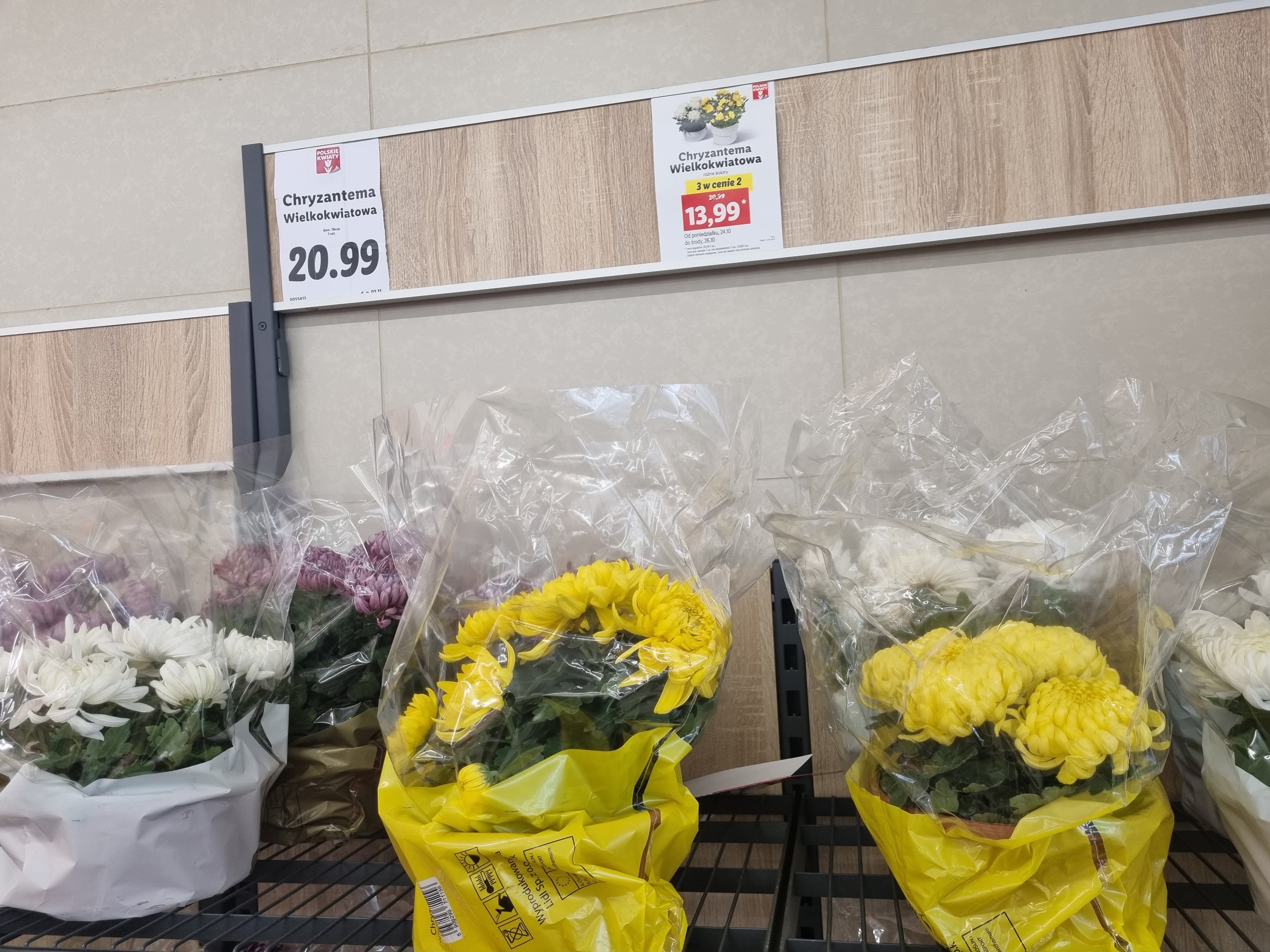 Ceny chryzantem w Lidlu, Biedronce, Dino, Netto. Ile kosztują na Wszystkich Świętych 2022?