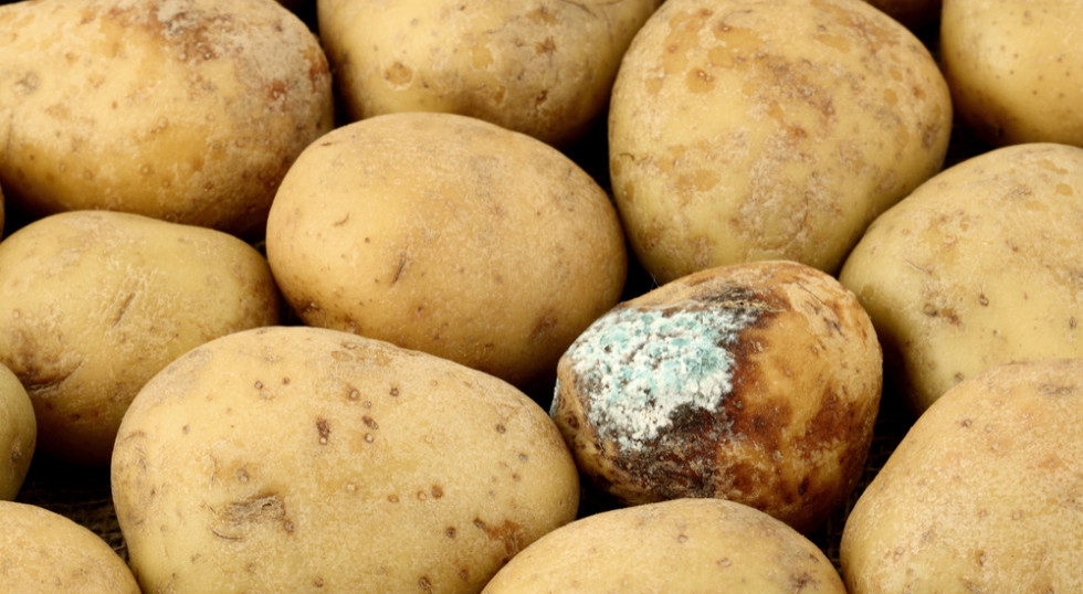 PIORiN: Nowe zagrożenia fitosanitarne dla Polski