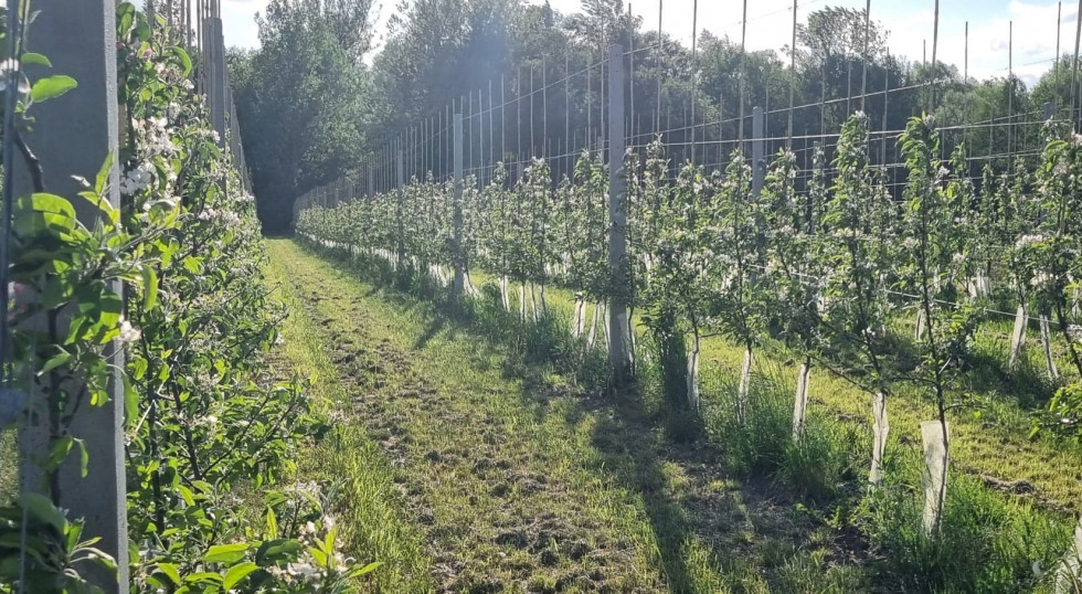 Nie będzie już dopłat na nowe sady