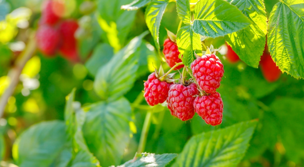 Odmiana malin o atrakcyjnych owocach. Do uprawy towarowej i amatorskiej