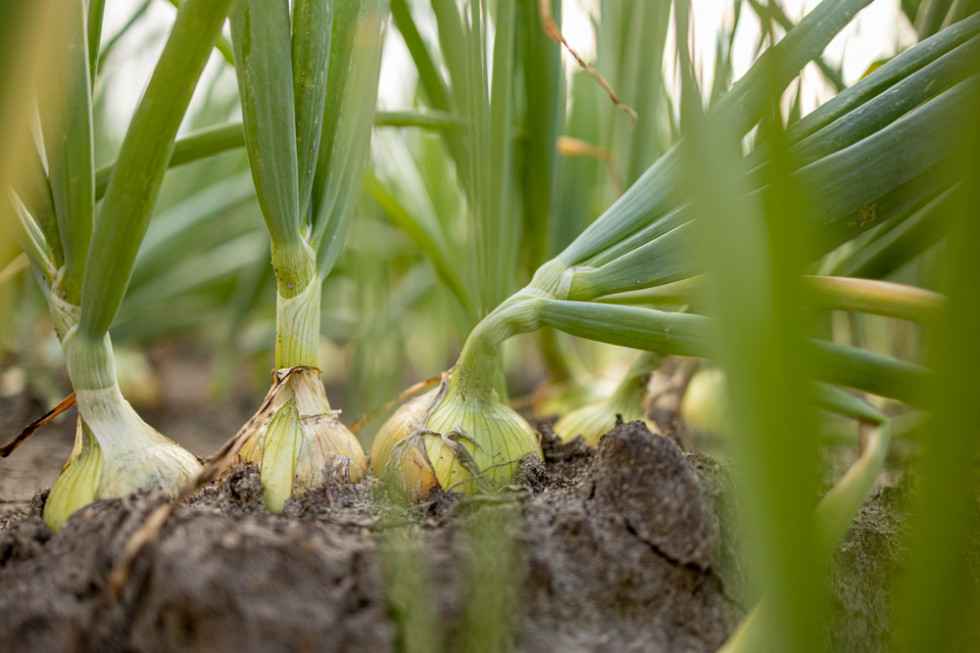 Co zrobić, żeby cebula była duża? Spełnij te warunki a plony będą obfite