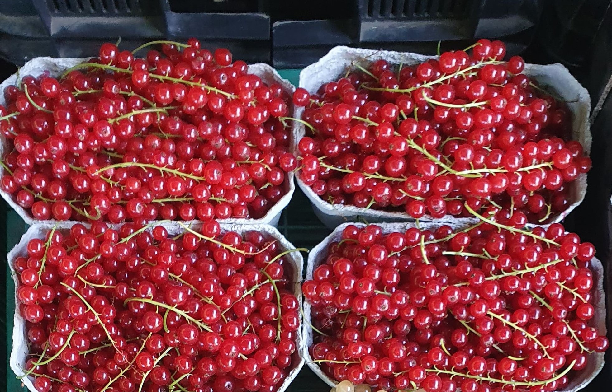 Bronisze: Pierwsze czerwone porzeczki w hurcie. Jakie ceny?