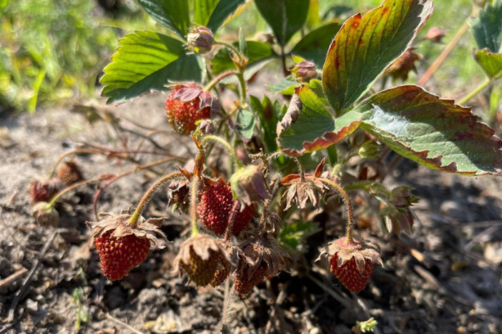 Susza uderza w plantacje truskawek i krzewów owocowych. Są straty