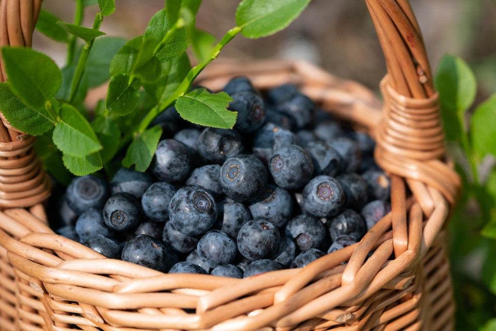 Mało jagód leśnych w hurcie. Jakie ceny?