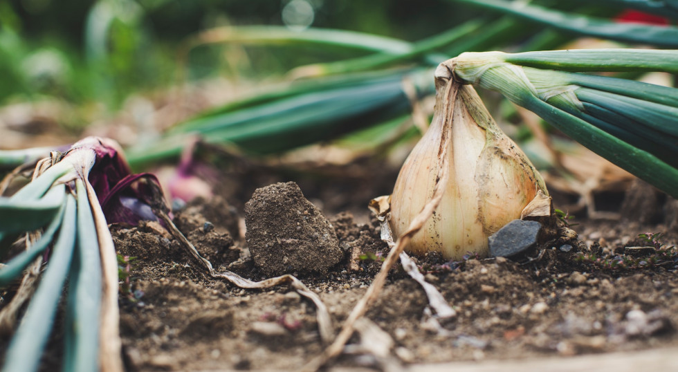 Susza niszczy plony cebuli. Czeka nas kolejny rok drożyzny?