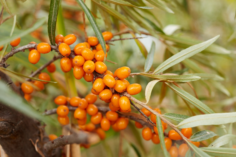 Ten owoc ma zbawienne właściwości. Nie przegap terminu jego zbioru