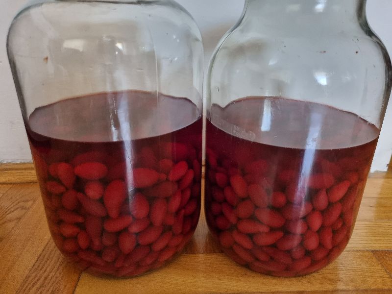 Jak zrobić dereniówkę? Najlepszy przepis na idealną nalewkę z derenia