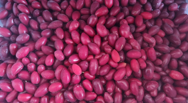 Jak zrobić dereniówkę? Najlepszy przepis na idealną nalewkę z derenia