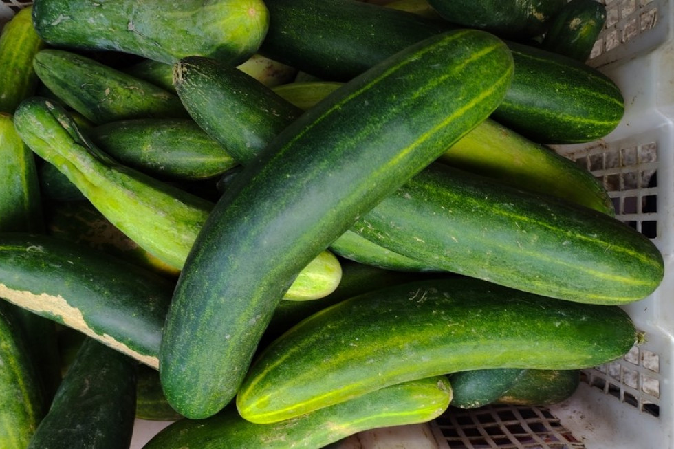 Padł rekord Guinnessa. To największy ogórek na świecie