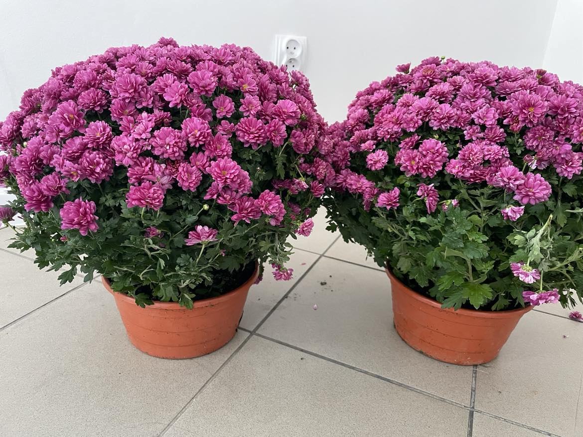 Chryzantemy 2023. Jak o nie dbać? Ile kosztują?