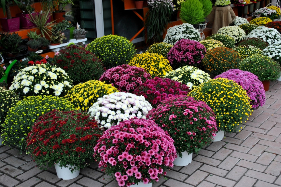 Chryzantemy 2023. Ile zapłacimy za kwiaty na Wszystkich Świętych?