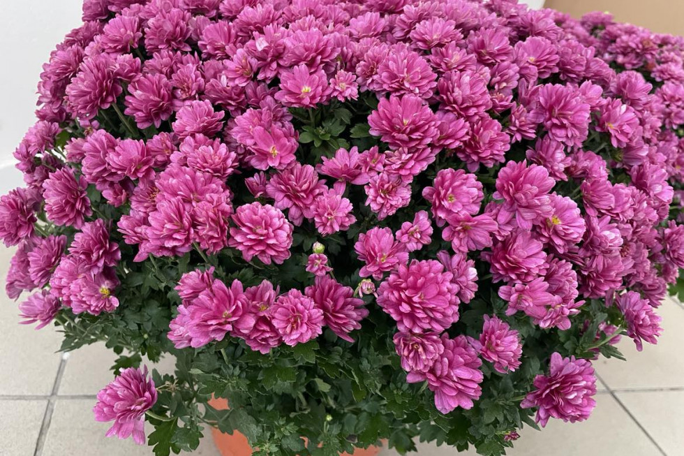 Ceny chryzantem 2023: Ile kosztują? Tutaj kupisz je najtaniej