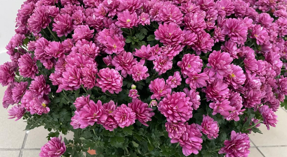 Ceny chryzantem 2023: Ile kosztują? Tutaj kupisz je najtaniej