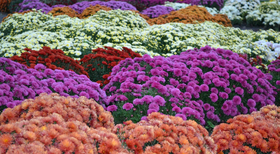 Chryzantemy- cena na Wszystkich Świętych. Ile kosztują w hurcie?