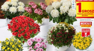 1 grosz za chryzantemy na Wszystkich Świętych. Ile kosztują w sieciach?