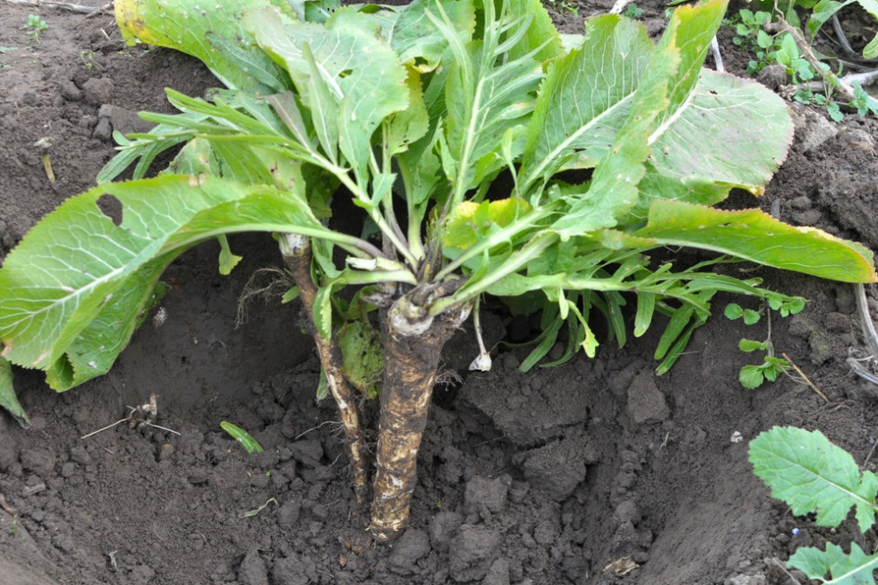 Kiedy wykopać chrzan na zimę? Kluczowy jest jeden moment