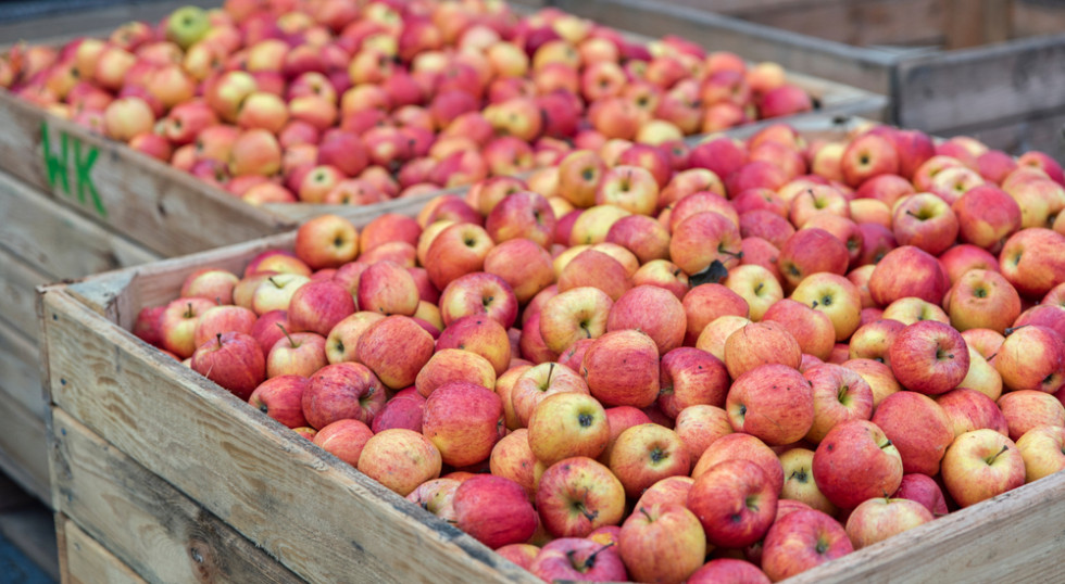 Ceny jabłek przemysłowych 2023. Ile teraz płacą skupy?