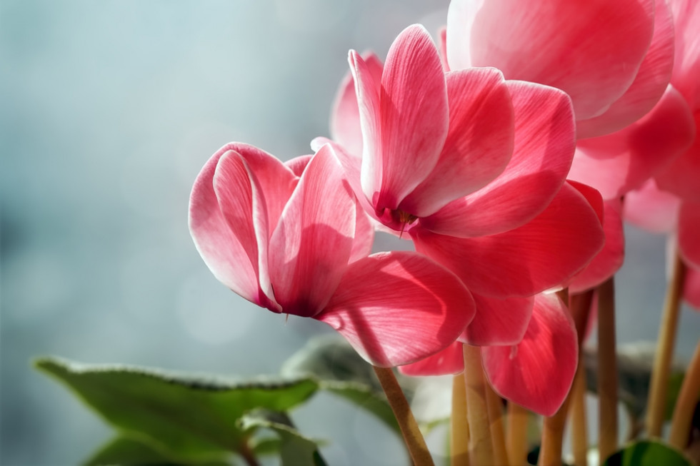 Jak dbać o fiołka? Odwdzięczy się obfitym kwitnieniem