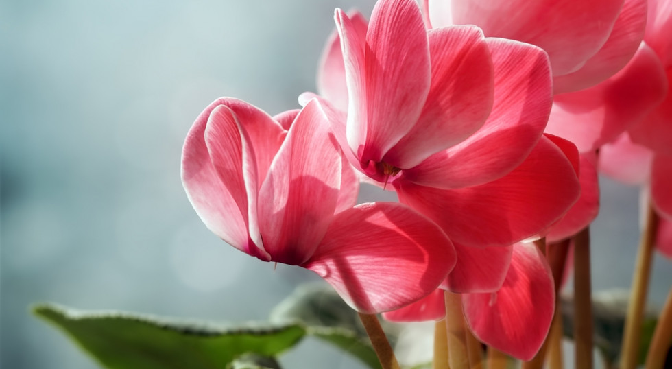 Jak dbać o fiołka? Odwdzięczy się obfitym kwitnieniem