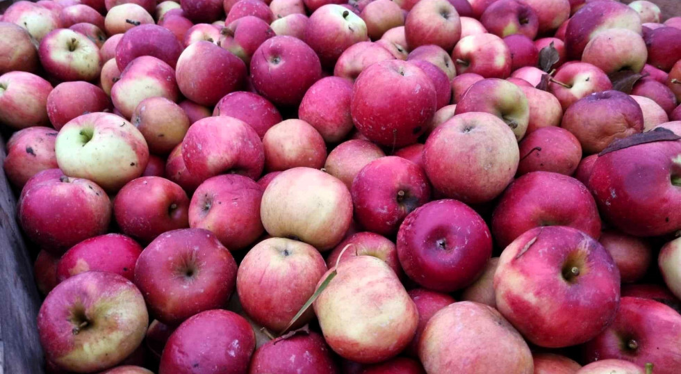 Ceny jabłek przemysłowych 2024. Ile teraz płacą skupy?