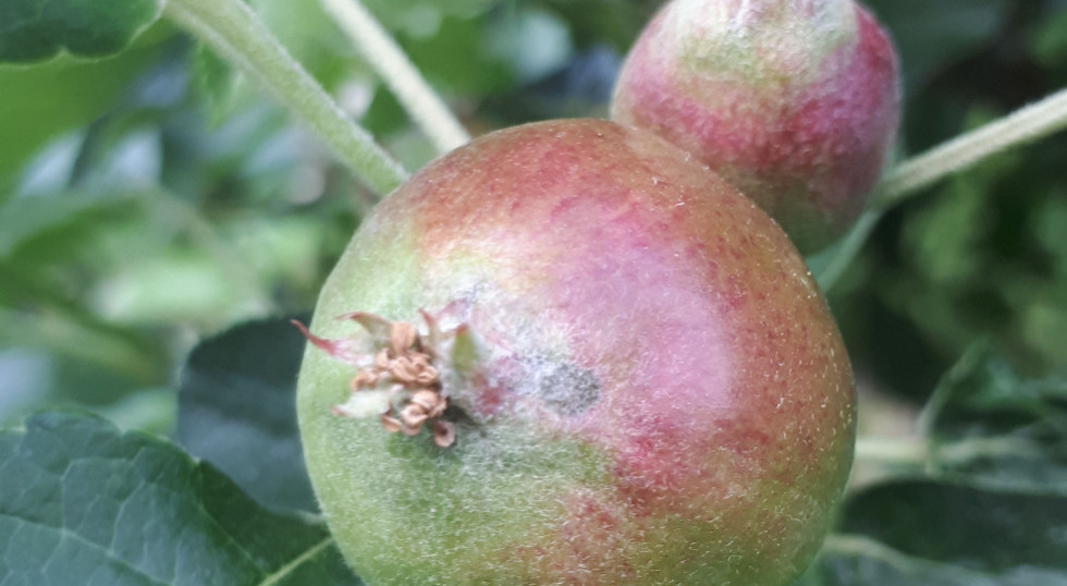To najgroźniejsze choroby jabłek. Pojawiają się w różnych systemach ...